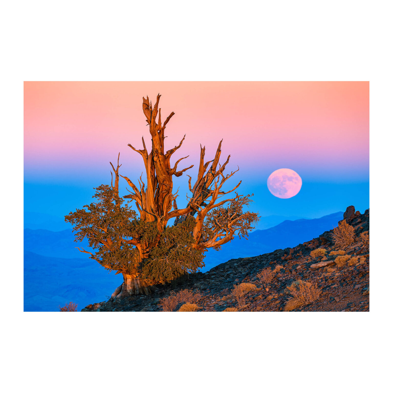 Joshua Cripps: Wilderness Landscape Photographer