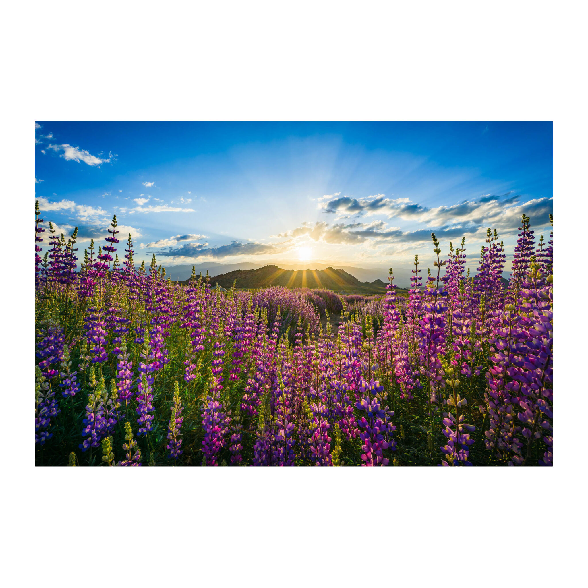 Joshua Cripps: Wilderness Landscape Photographer, Teacher & Presenter