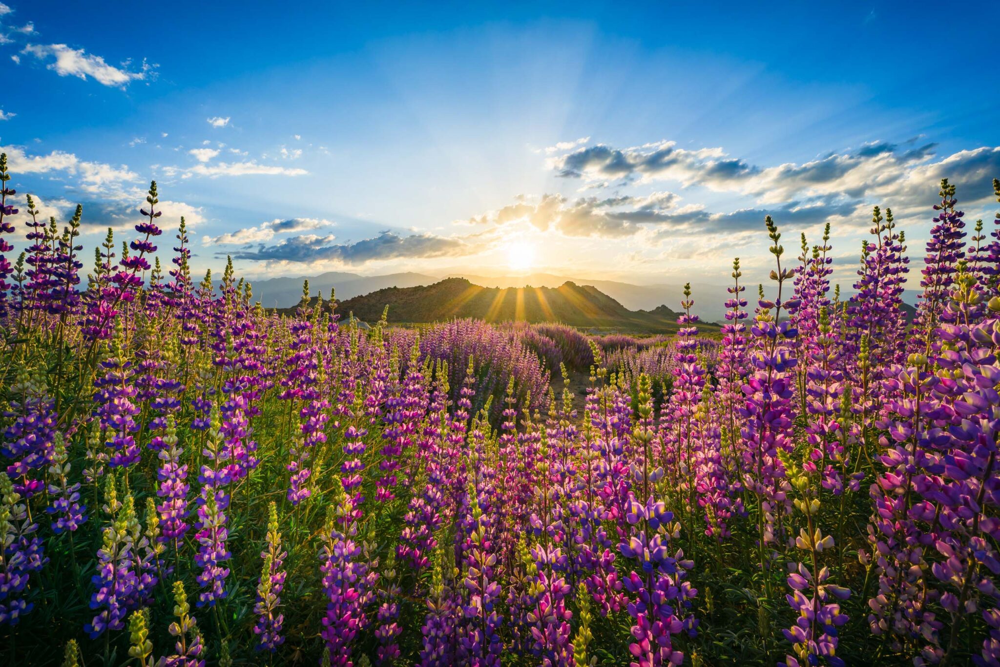Joshua Cripps: Wilderness Landscape Photographer
